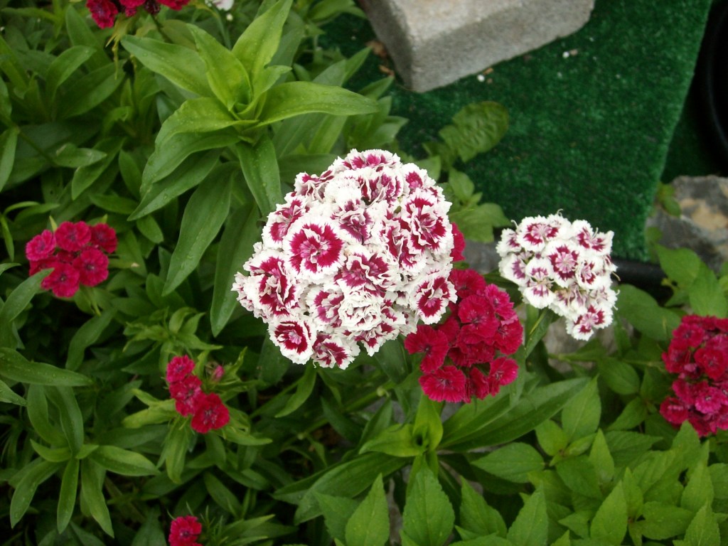 Holly Hock dolls, and other old time, simpler things | Sarasin's ...