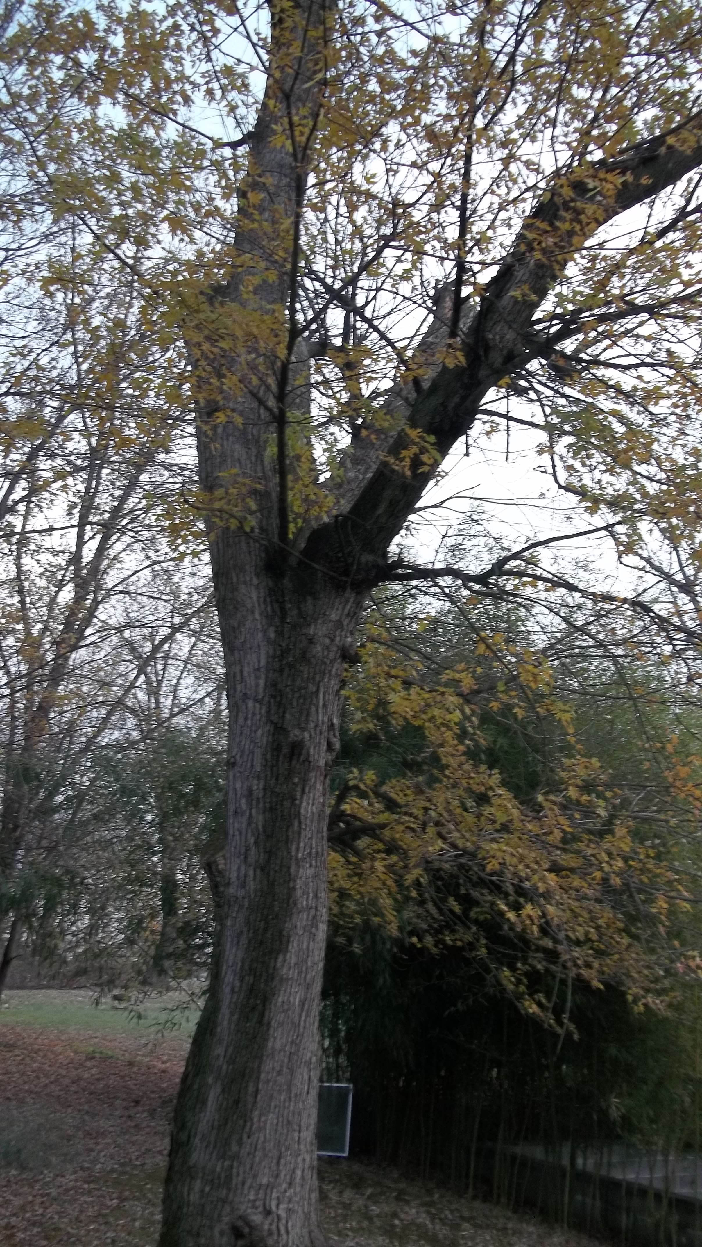 A lovely old silver maple tree………. | Sarasin's thoughts.......