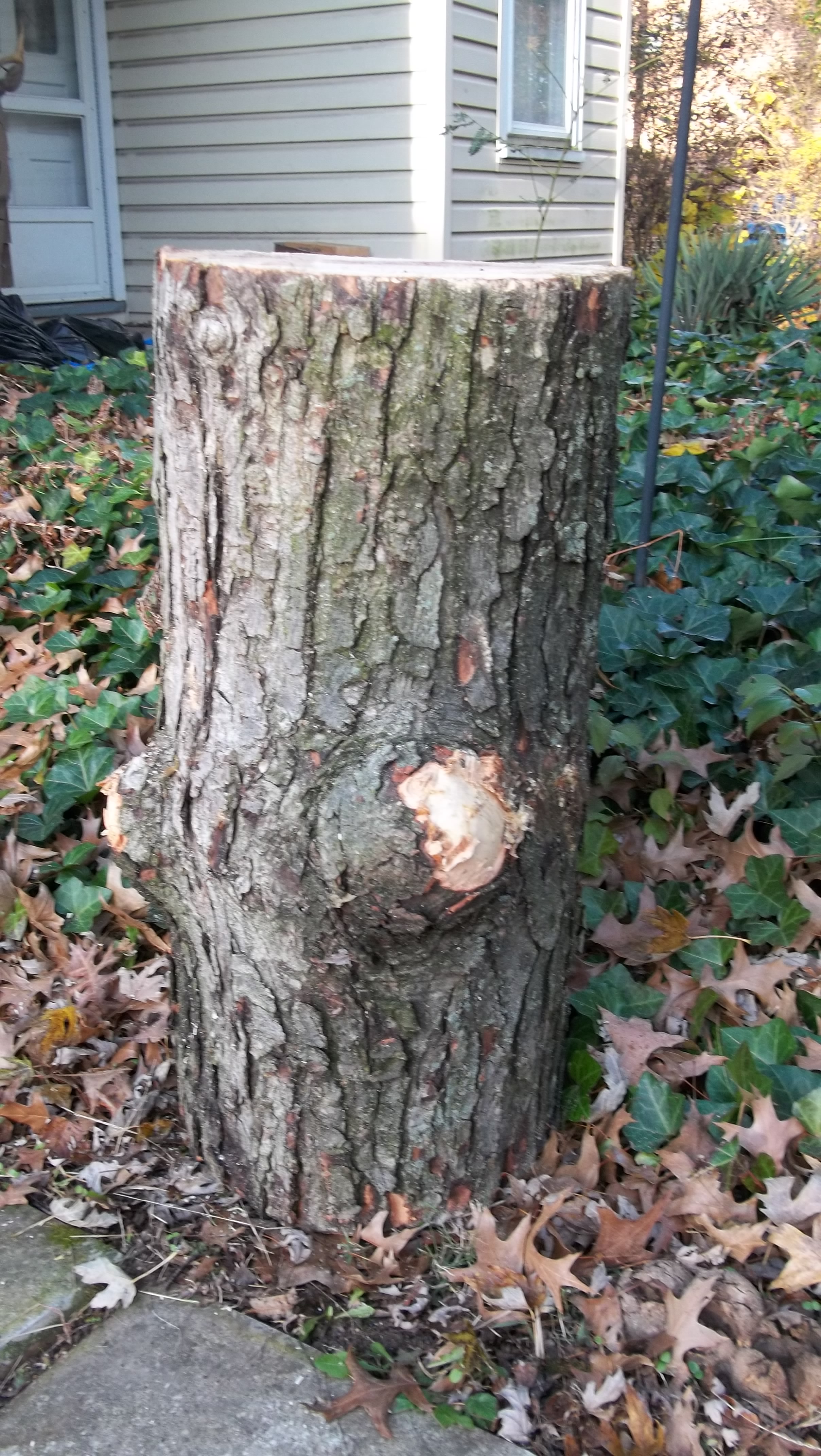 A lovely old silver maple tree………. | Sarasin's thoughts.......