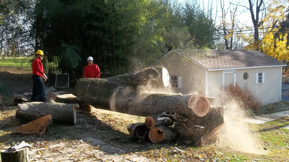 A lovely old silver maple tree………. | Sarasin's thoughts.......